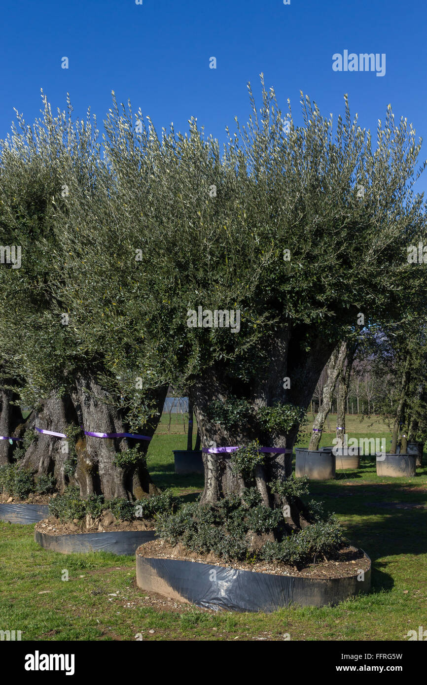 Plantation of olive trees, arranged in a row in the big vessels Stock ...