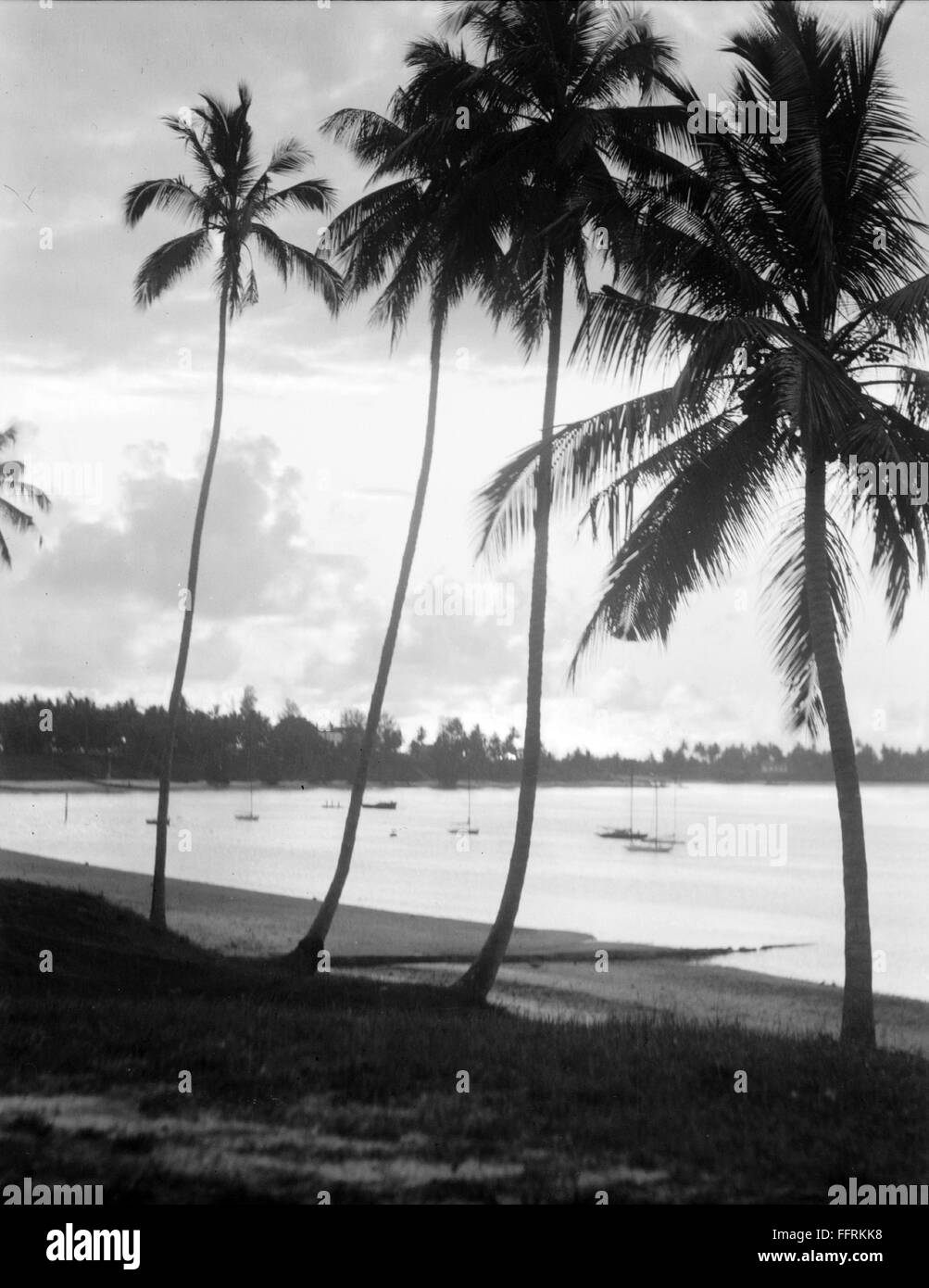 ZANZIBAR: PALM TREES. /nSunset through a grove of palm trees in ...