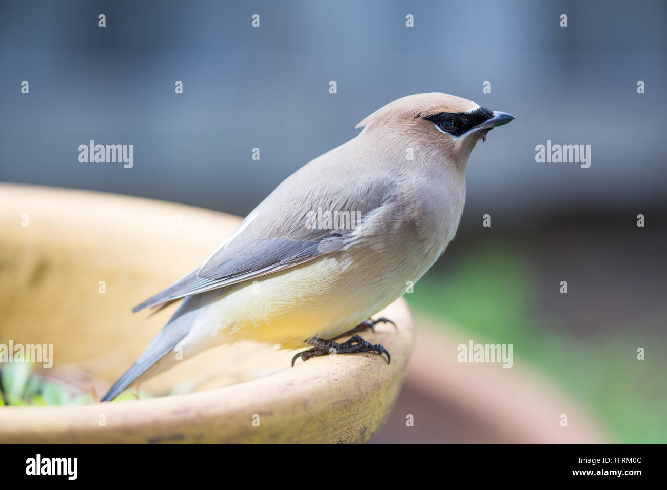 Cedar waxwing - Bombycilla cedrorum Stock Photo - Alamy