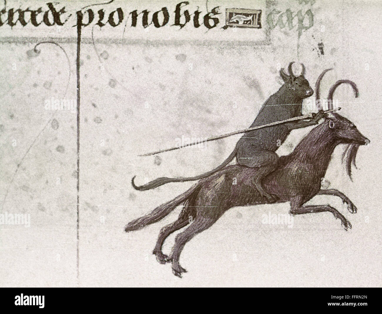 OX & GOAT, 15th CENTURY. /nAn ox-like creature carrying a spear, riding ...