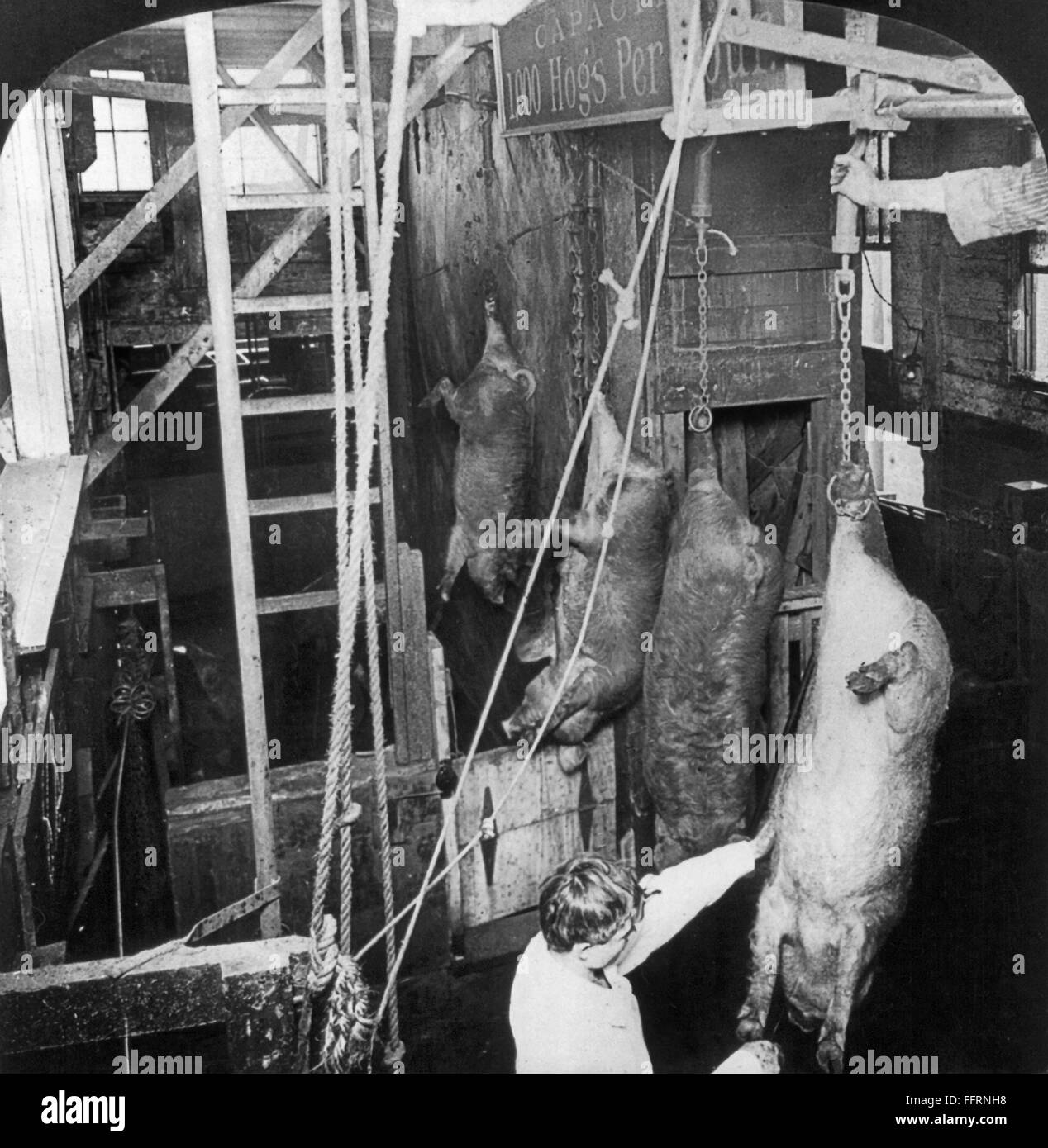 CHICAGO: MEATPACKING. /nKilling hogs in the shackling pen inside the ...