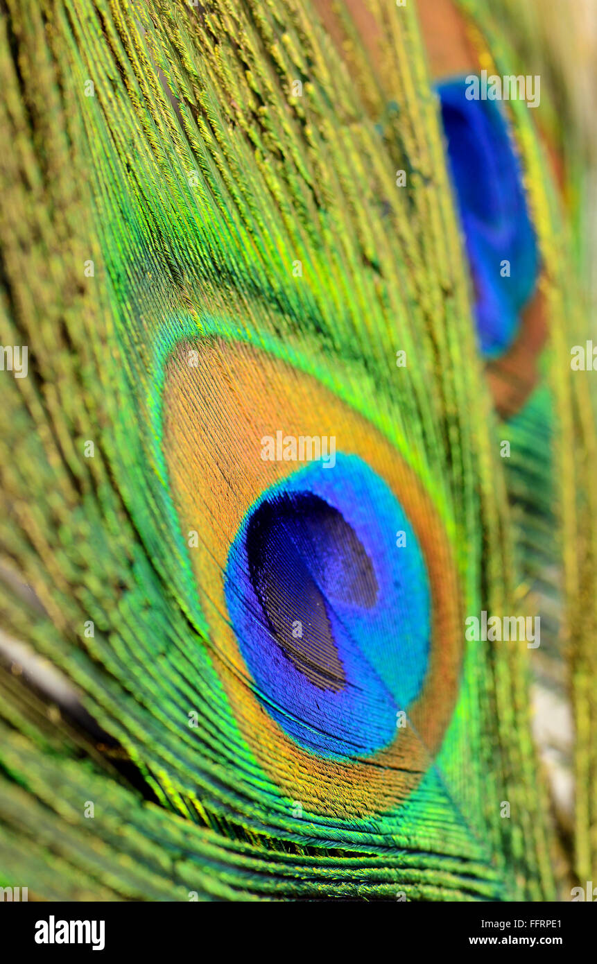 Peacock feather texture pattern and color in close-up Stock Photo - Alamy