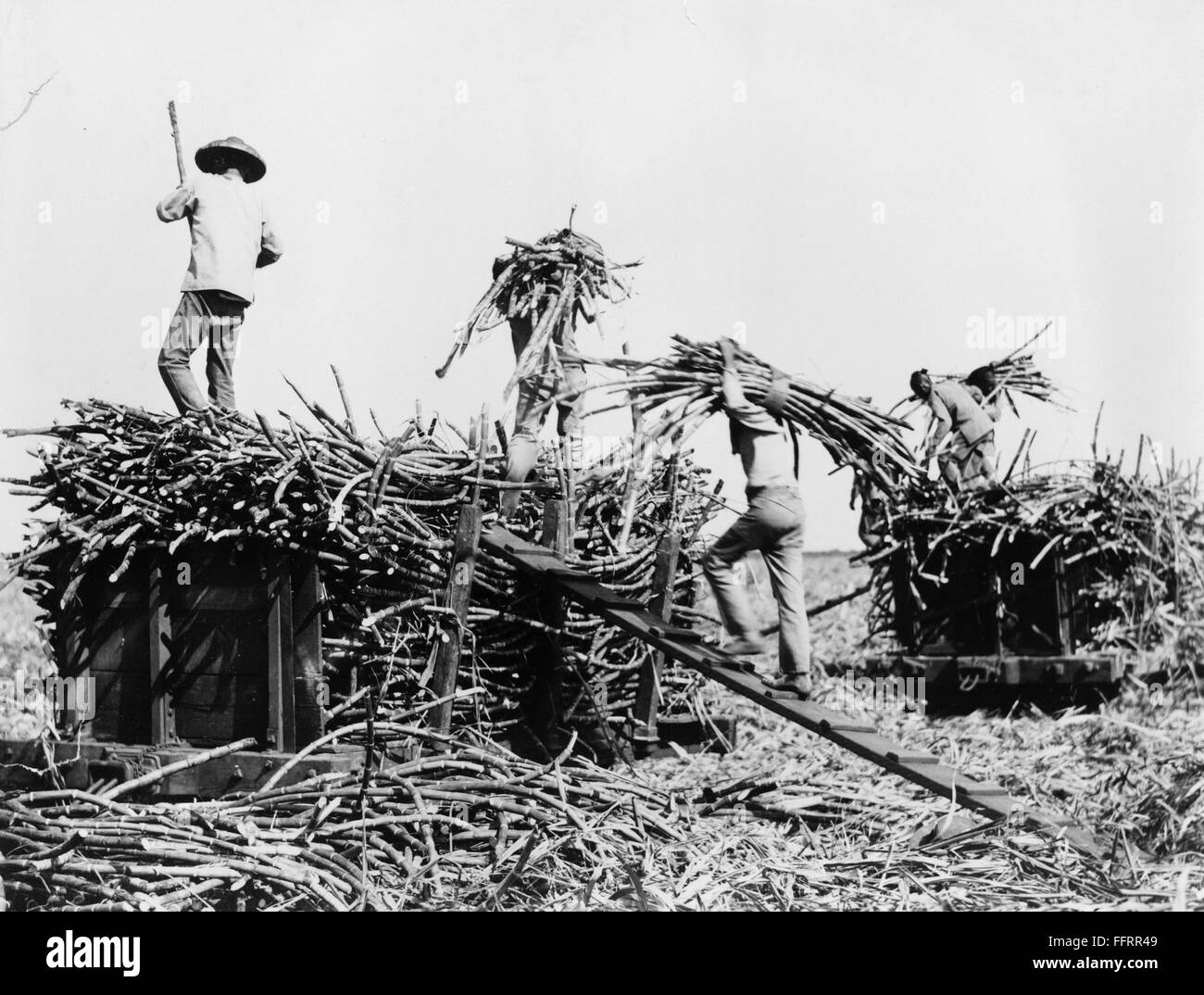 HAWAII: SUGAR CANE, c1917. /nWorkers harvesting sugar cane and loading ...