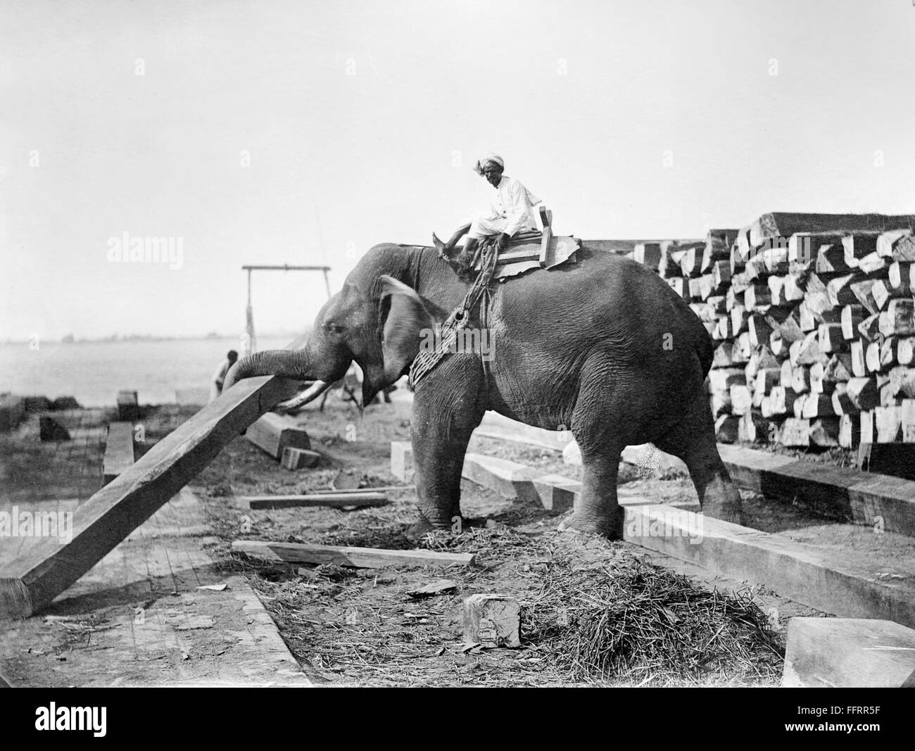 BURMA: ELEPHANT. /nAn elephant at work moving lumber with a rider on ...
