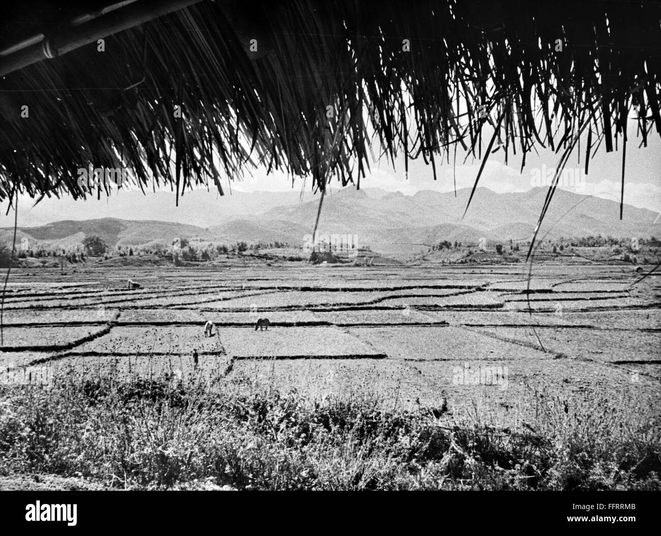 CHINA: RICE FIELDS, c1940. /nA view of rice fields at the time of year ...