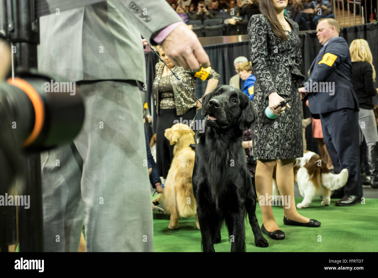 New York, USA. 16th February, 2016. A dog stares at a photographer's ...