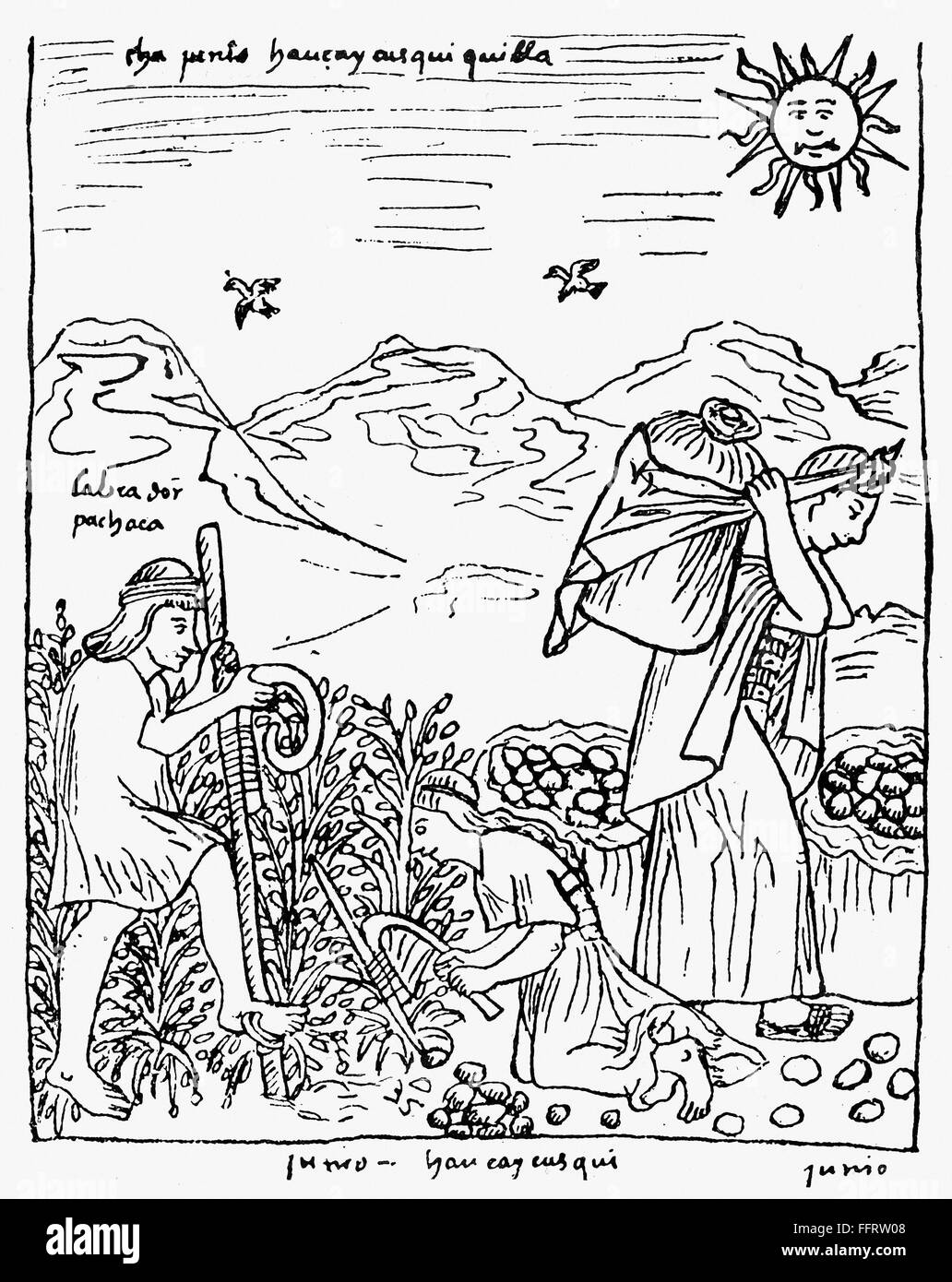 PERU: HARVESTING POTATOES. /nNative Peruvians harvesting potatoes ...