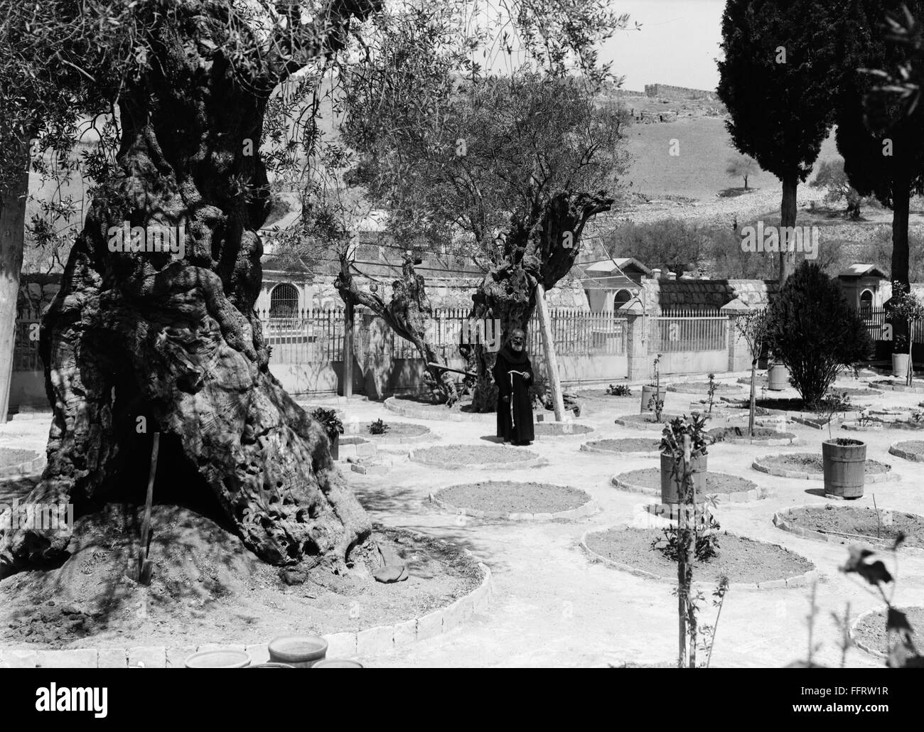 GARDEN OF GETHSEMANE. /nThe sparce garden after the plague of locusts ...