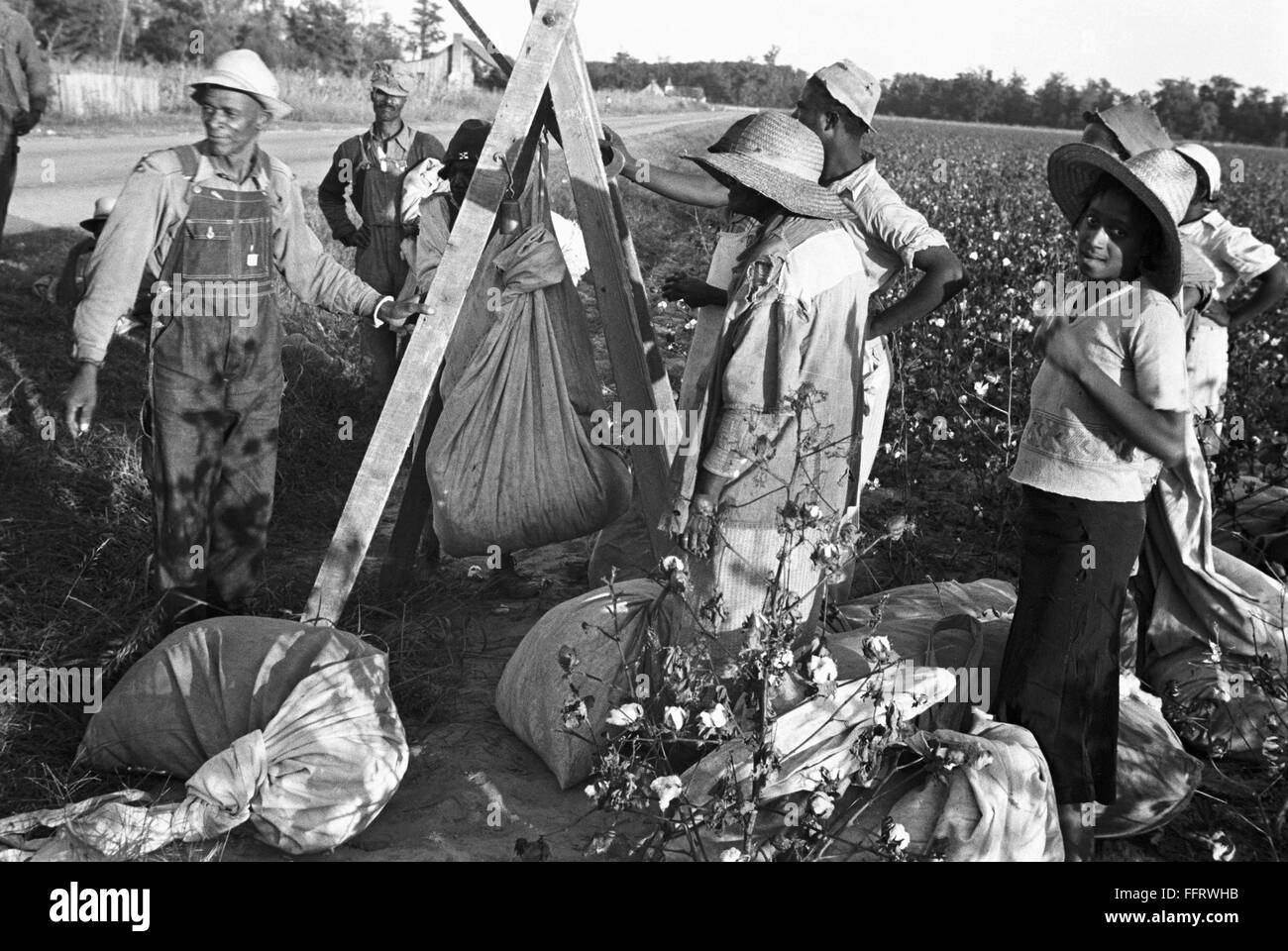 COTTON PICKERS, 1935. /nAfrican American migrant workers weighing ...
