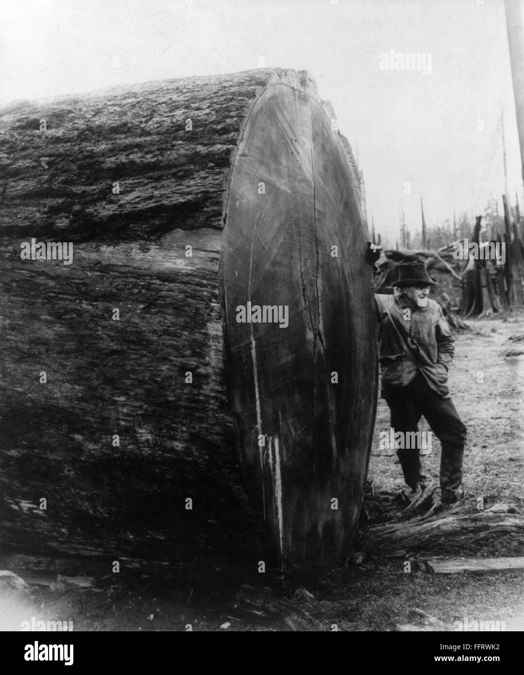 LUMBERJACK, 1907. /nAn old lumberjack leaning against a giant sequoia ...