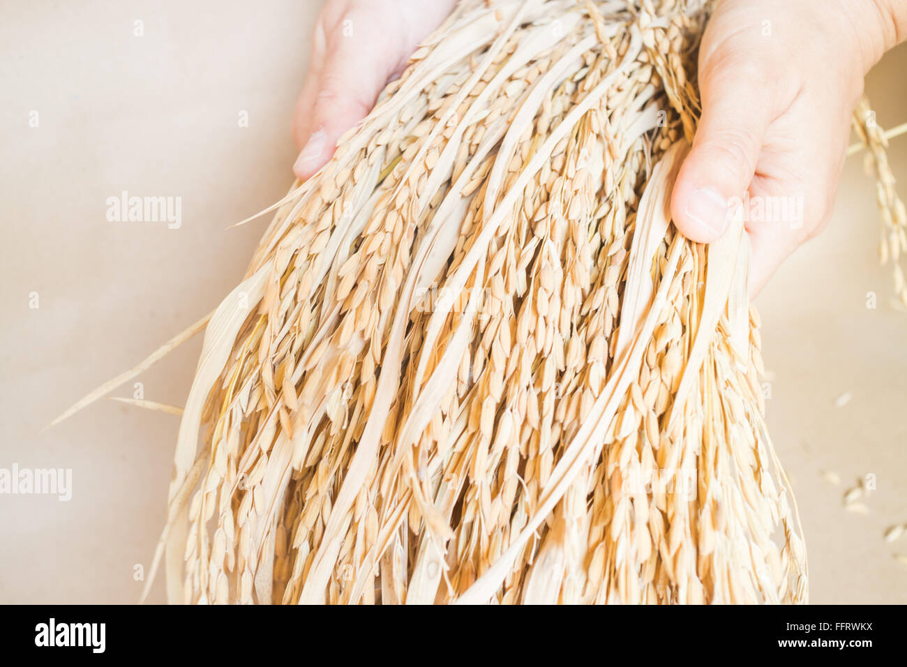 Grain of rice plant hand hi-res stock photography and images - Alamy