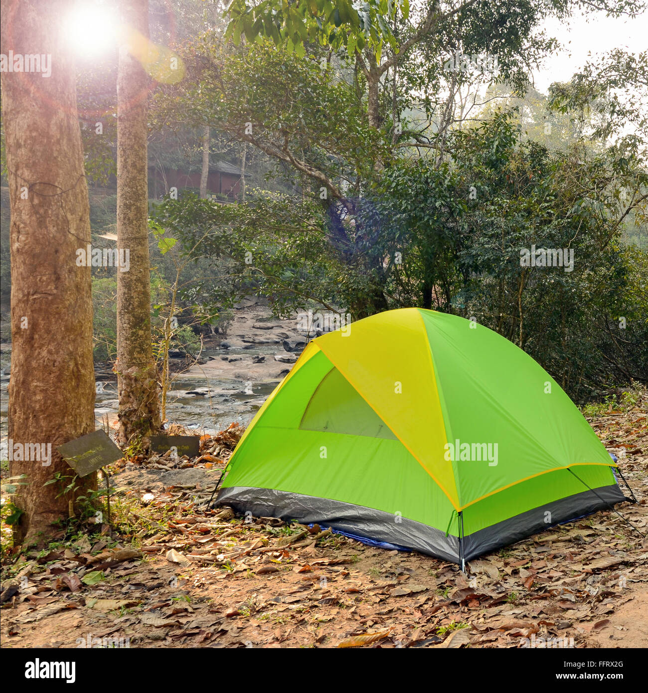 Camping tents underneath big trees in national park Stock Photo - Alamy