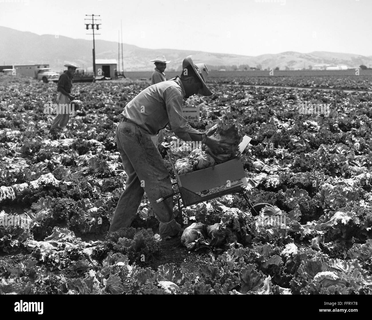 CALIFORNIA: FARMING, 1958. /nField workers on a farm in California ...