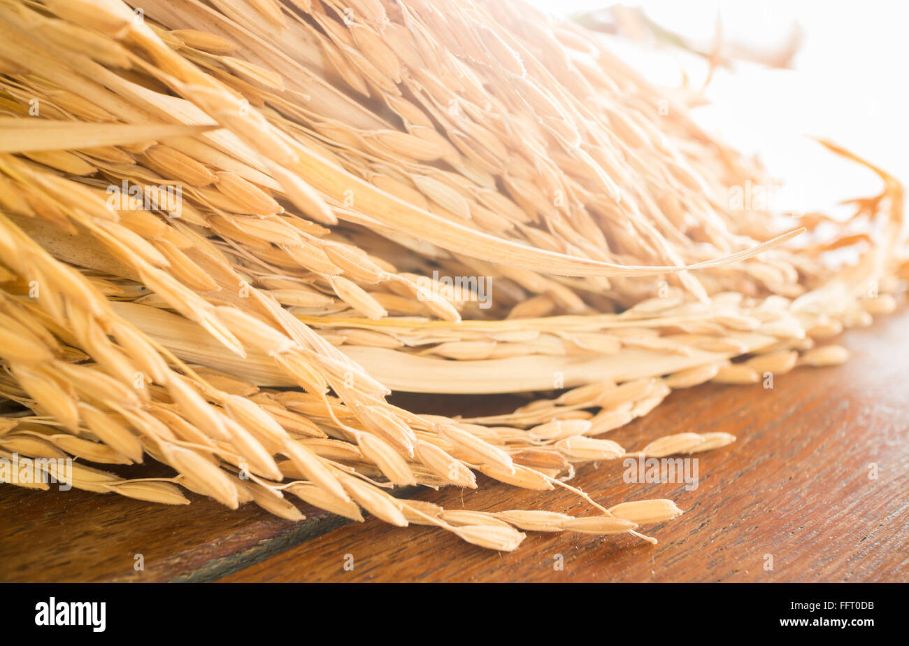 Paddy Jasmine Rice Plant In Detail High Resolution Stock Photography ...