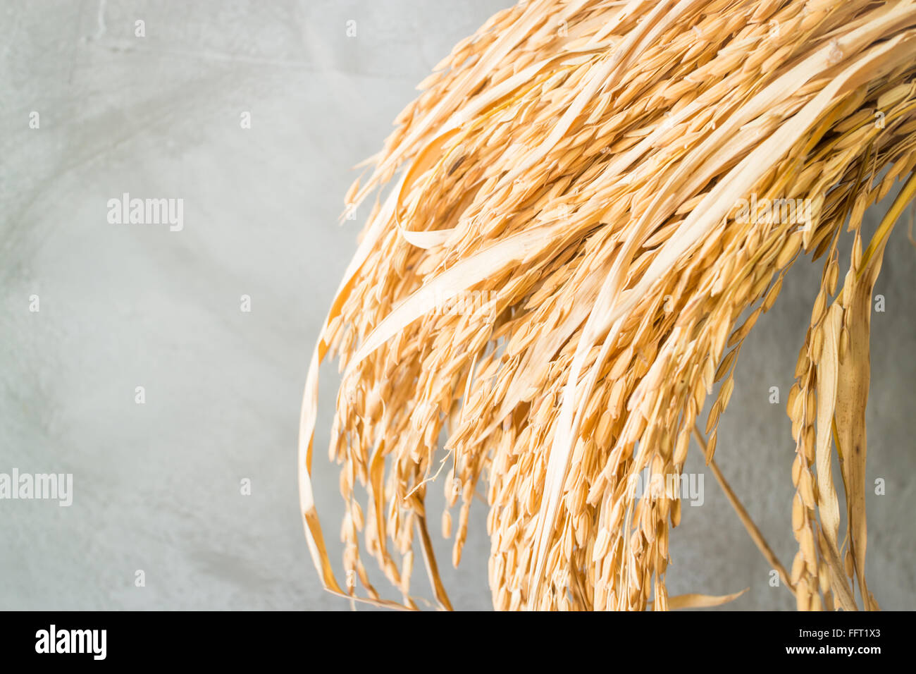 Paddy jasmine rice plant in detail, stock photo Stock Photo - Alamy
