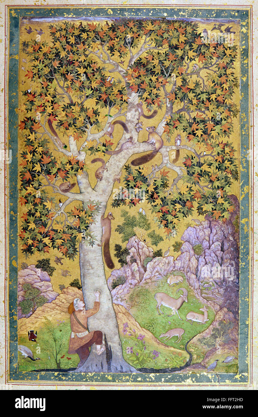 INDIA: SQUIRRELS, c1615. /nA family of squirrels in a chinar tree ...