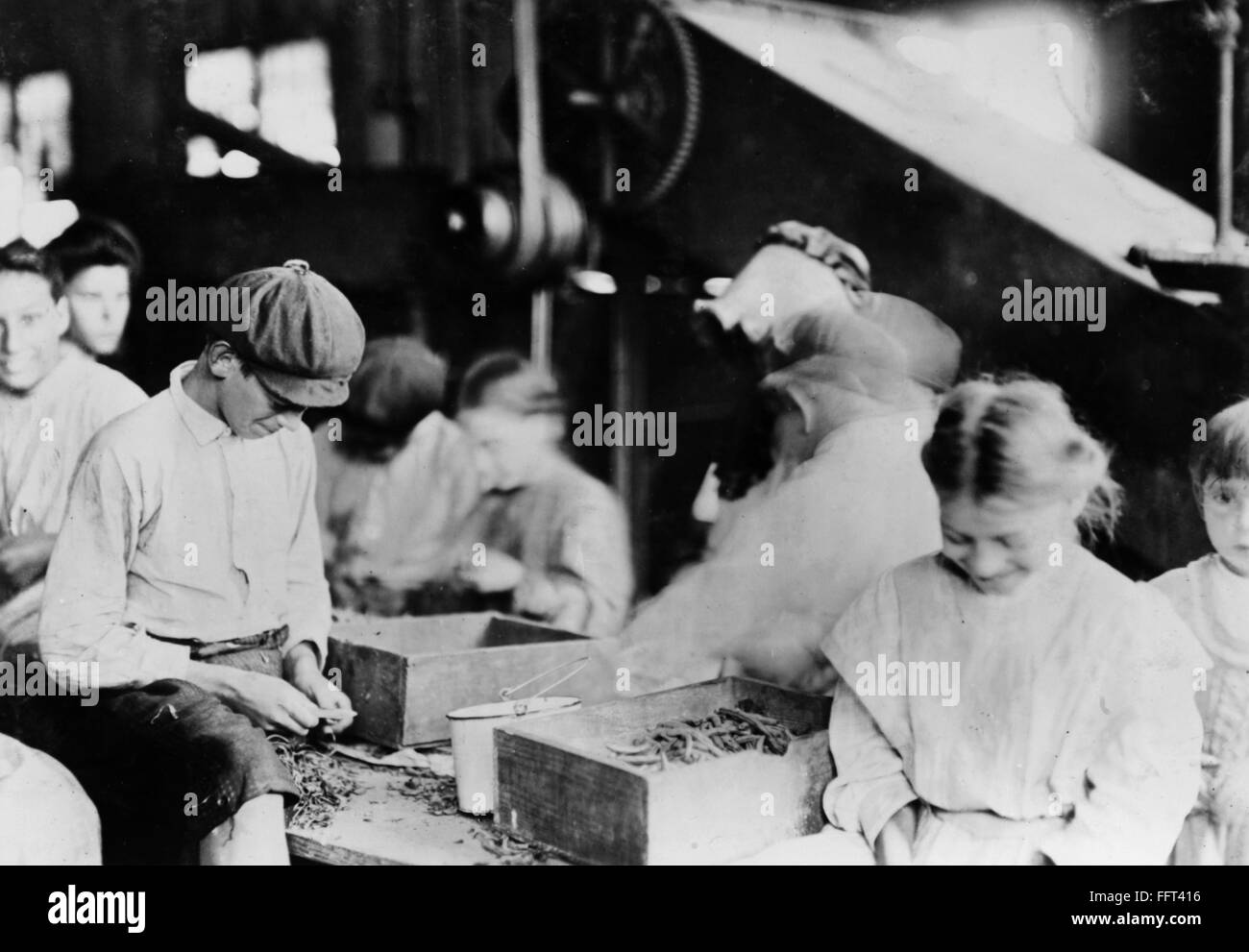 CHILD LABOR, 1909. /nChild laborers cutting string beans at a packing ...