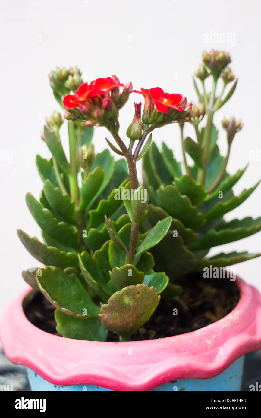 Kalanchoe flowering plant in pot, stock photo Stock Photo - Alamy
