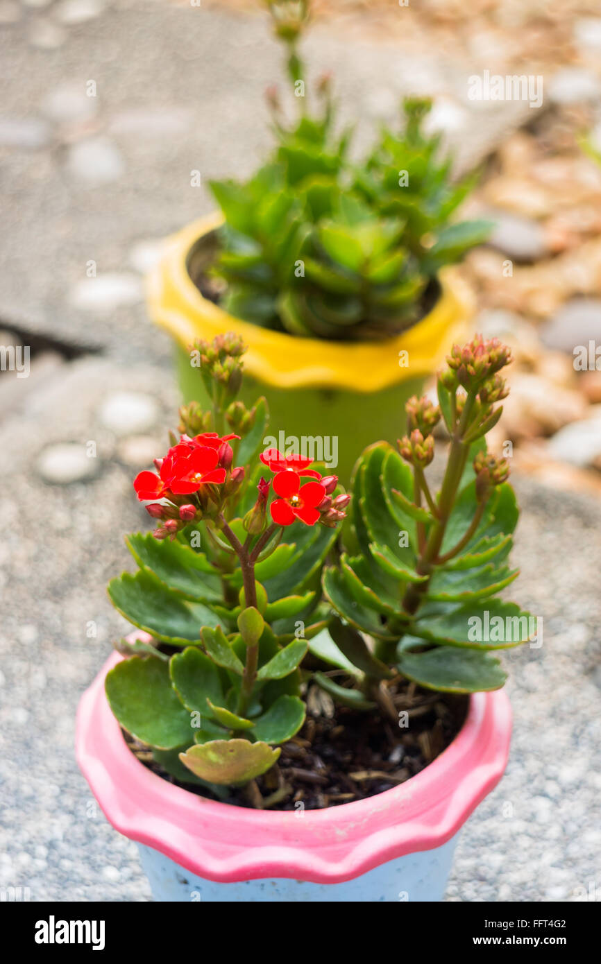 Kalanchoe flowering plant in pot, stock photo Stock Photo - Alamy