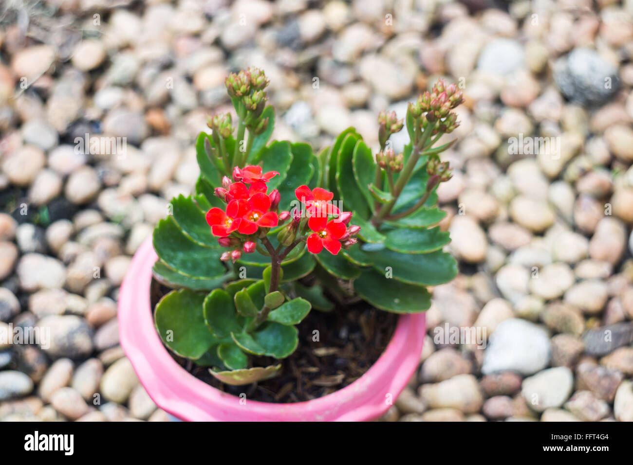 Kalanchoe flowering plant in pot, stock photo Stock Photo - Alamy