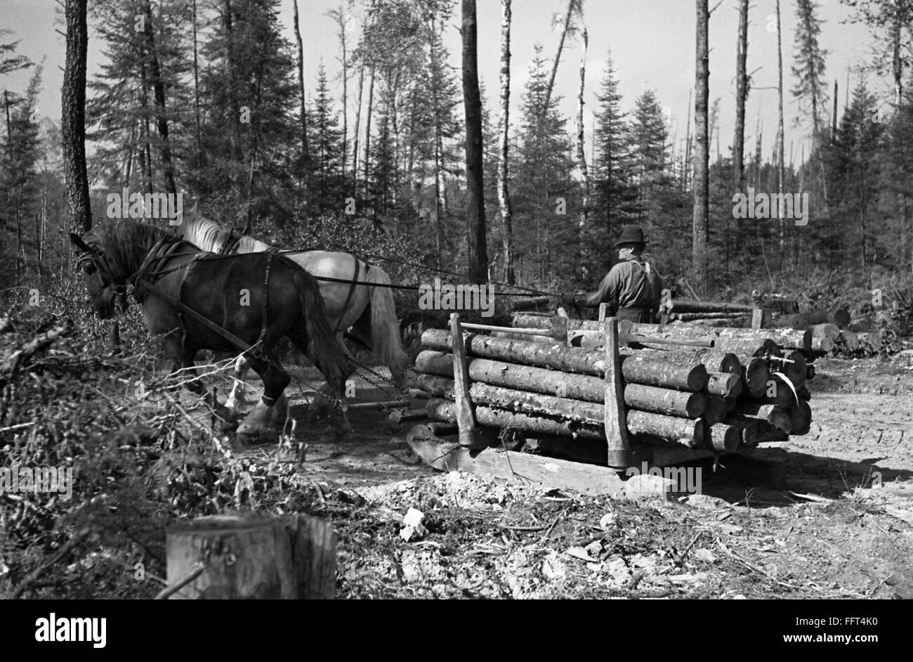 MINNESOTA: LOGGING, 1937. /nTransporting timber with a horse drawn sled ...