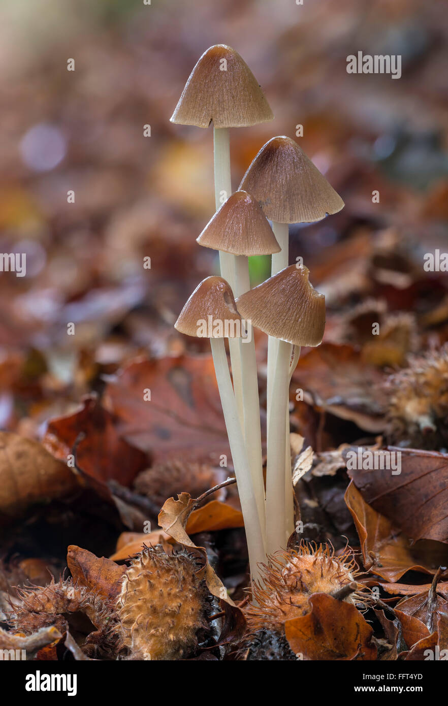 Clustered toughshank, Collybia confluens Stock Photo - Alamy