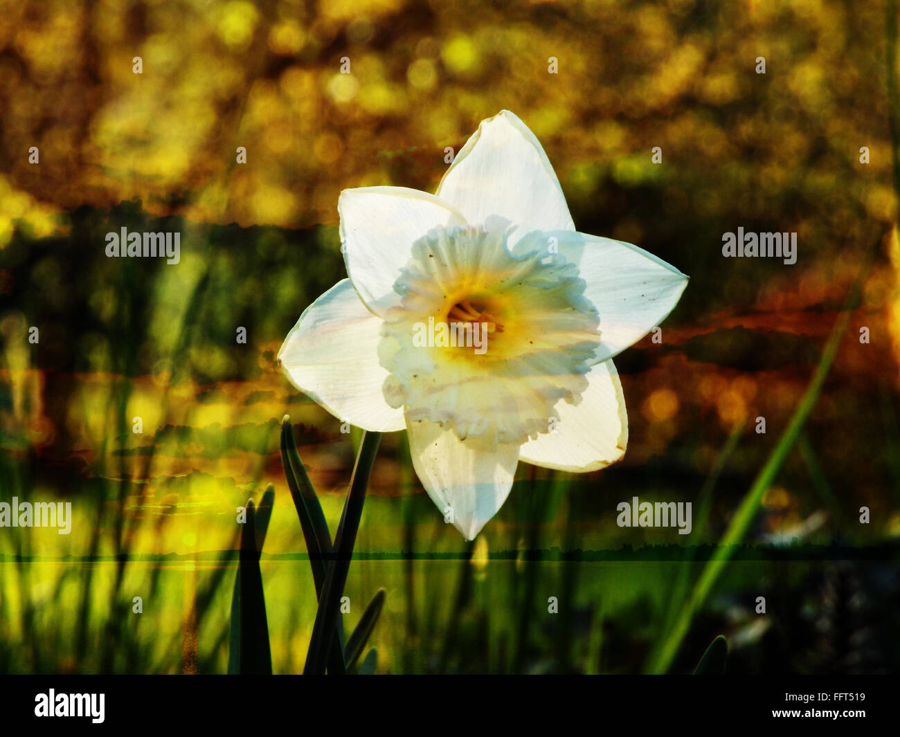 Single daffodil, Narcissus Stock Photo - Alamy