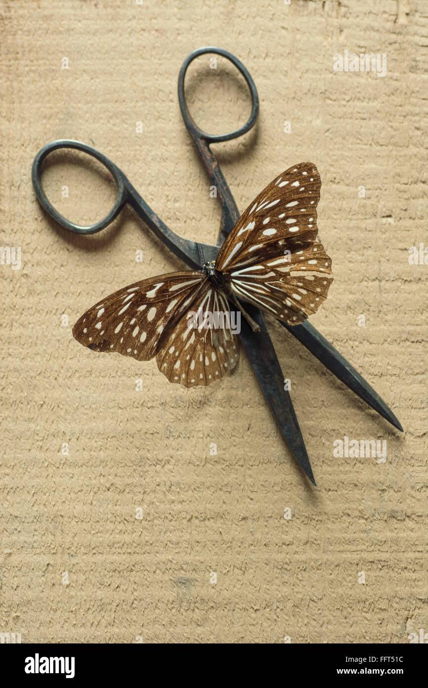 Butterfly over an old pair of scissors Stock Photo - Alamy