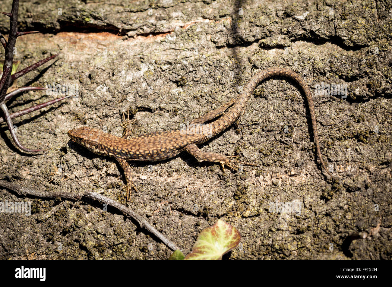 common wall lizard (podarcis muralis) basking in the sun Stock Photo ...