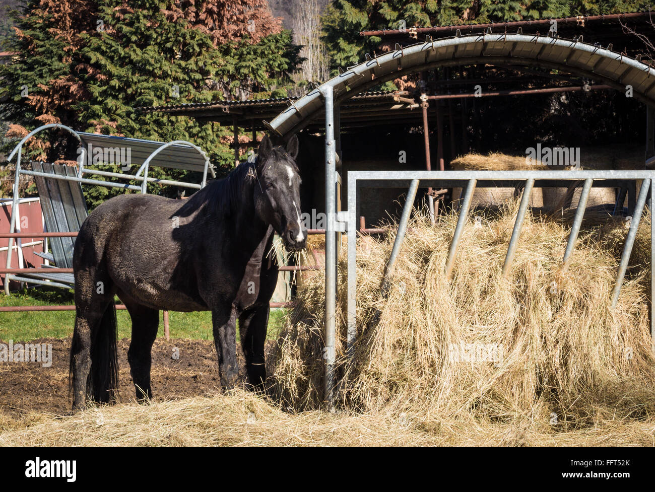 Black horse eating hay outdoors Stock Photo - Alamy