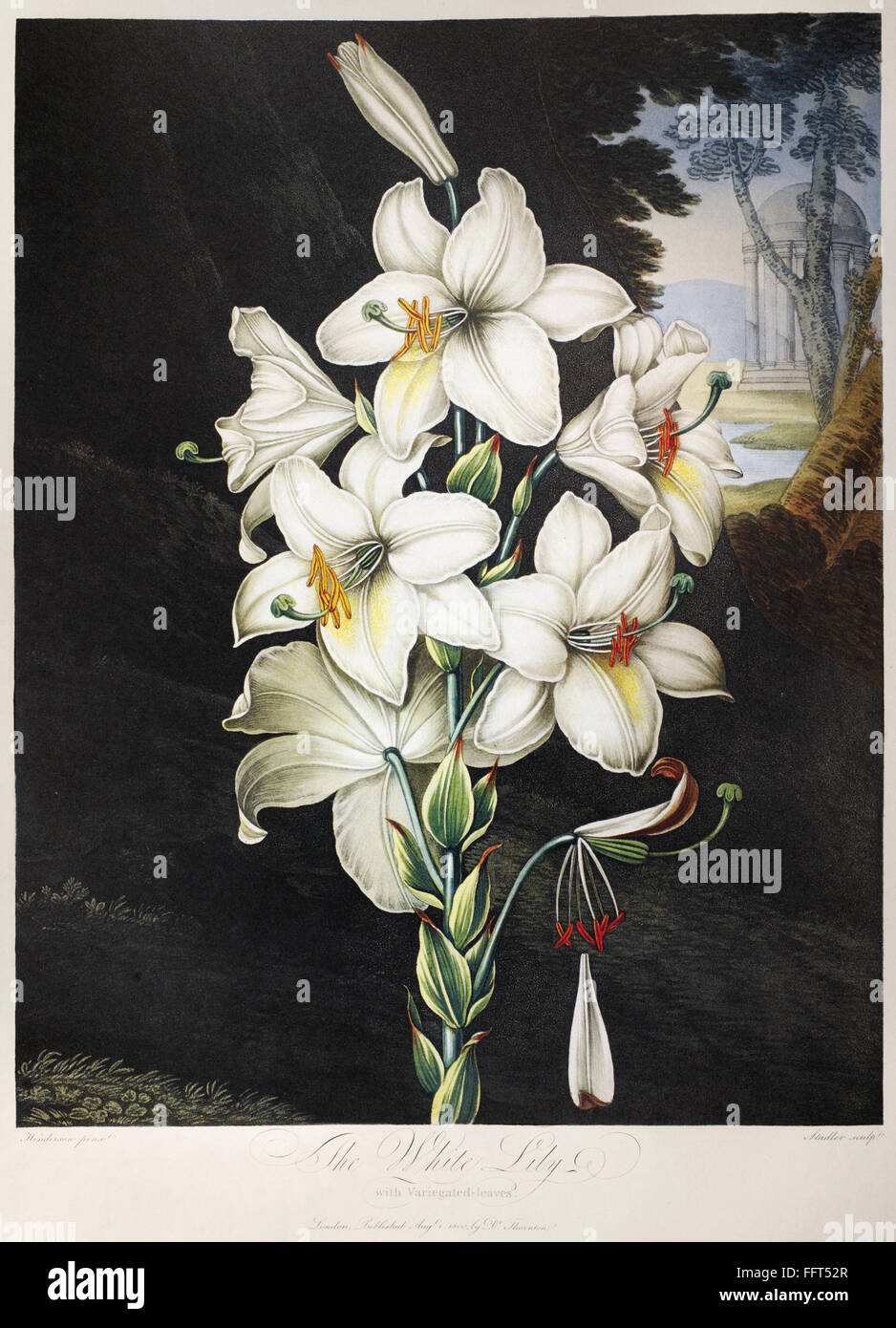 THORNTON: WHITE LILY. /nThe White Lily (Lilium candidum L.). Engraving ...