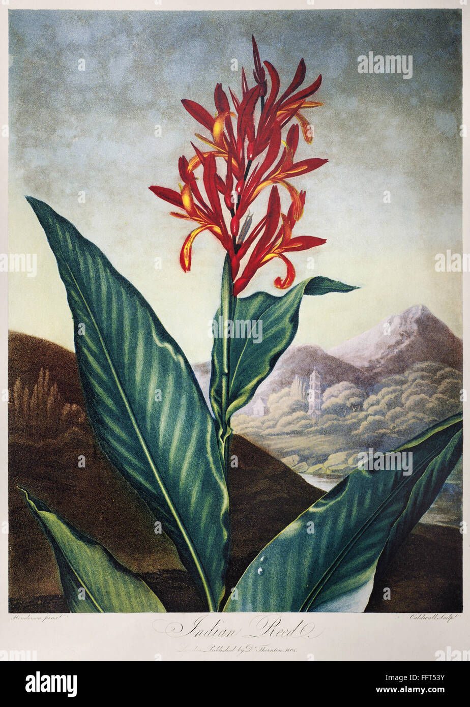 THORNTON: INDIAN REED. /n'Indian Reed' (Canna indica L.). Engraving by ...