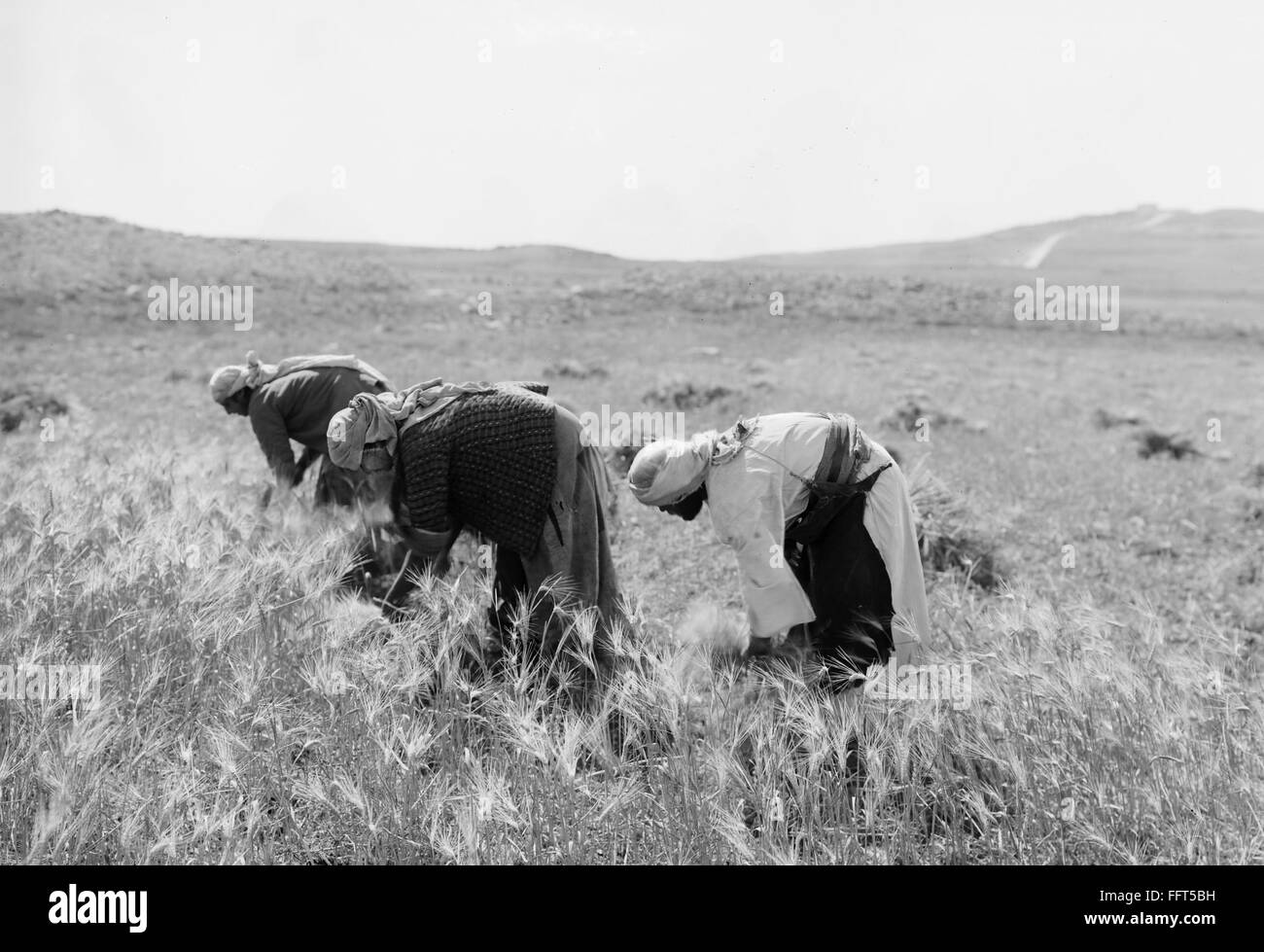 MOUNT OF OLIVES. /nThree women reaping grain below Mount of Olives ...