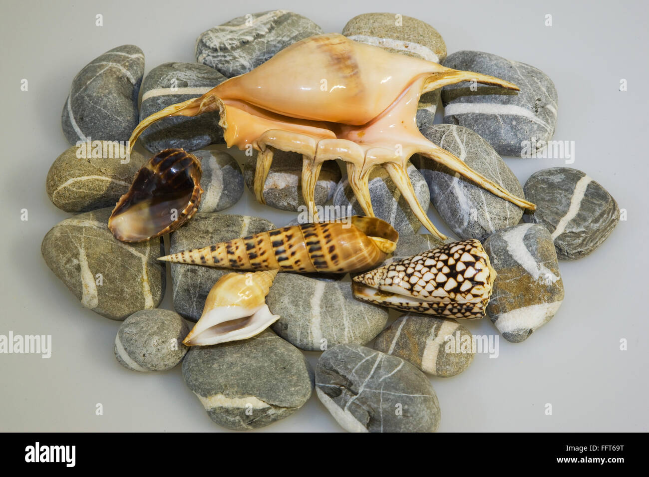 Mediterrenean beach stones and sea shells of Madagascar Stock Photo - Alamy