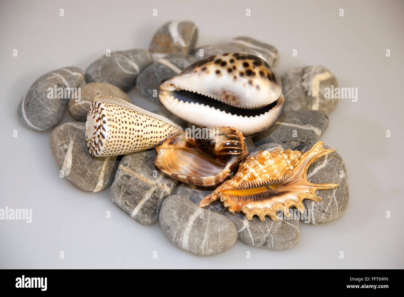 Mediterrenean beach stones and sea shells of Madagascar Stock Photo - Alamy