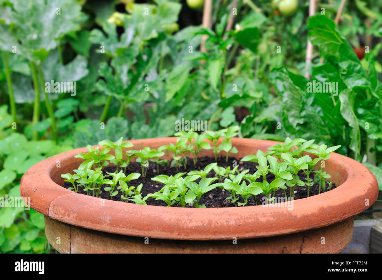 Close pot hi-res stock photography and images - Alamy