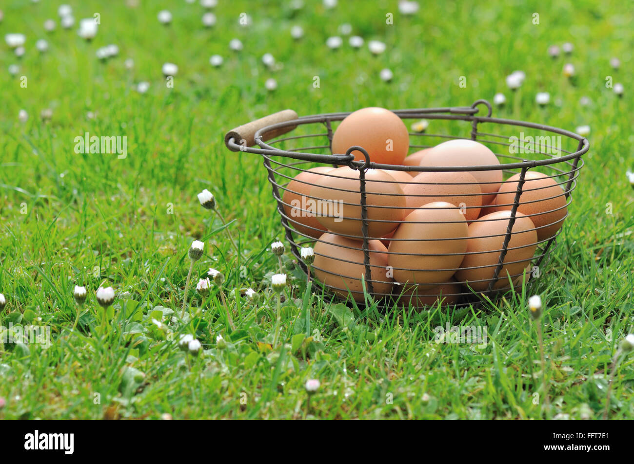 basket full of fresh eggs in the grass Stock Photo - Alamy