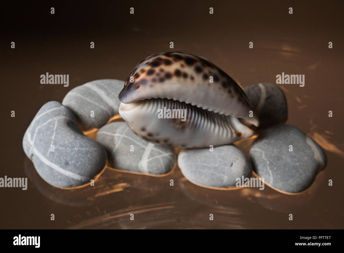 Mediterrenean beach stones and sea shells of Madagascar Stock Photo - Alamy