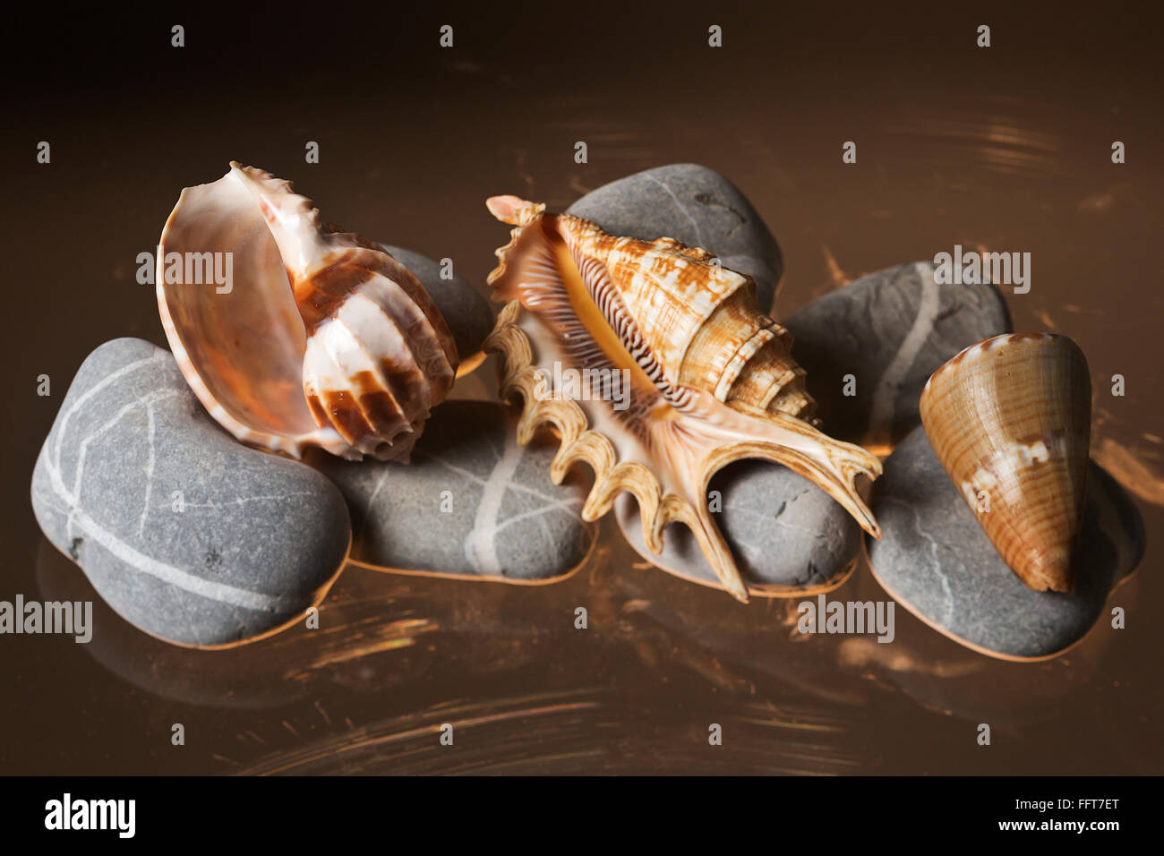 Mediterrenean beach stones and sea shells of Madagascar Stock Photo - Alamy