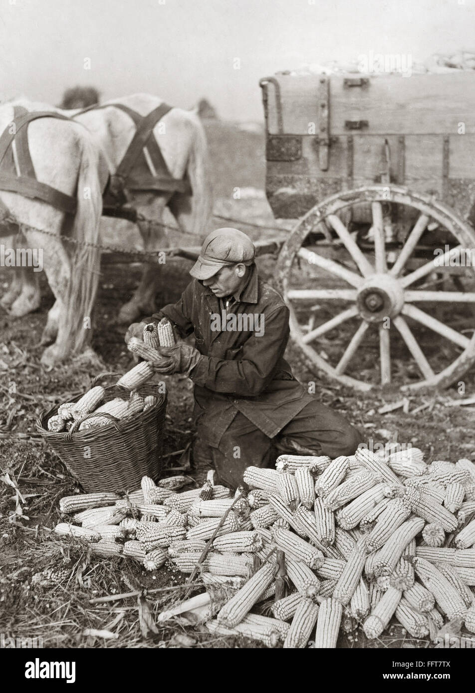 MARYLAND: CORN, 1937. /nA farmer loading husked corn, Washington County ...