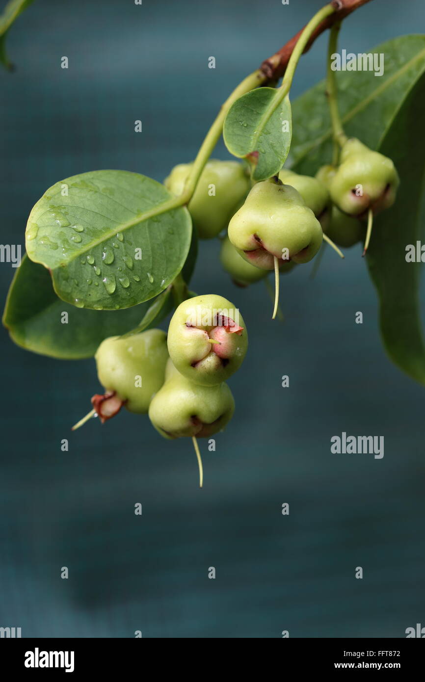 Syzygium jambo hi-res stock photography and images - Alamy