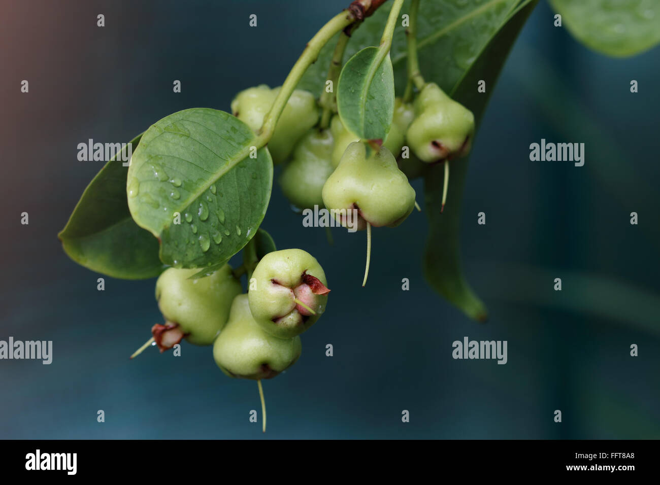 Syzygium jambo hi-res stock photography and images - Alamy