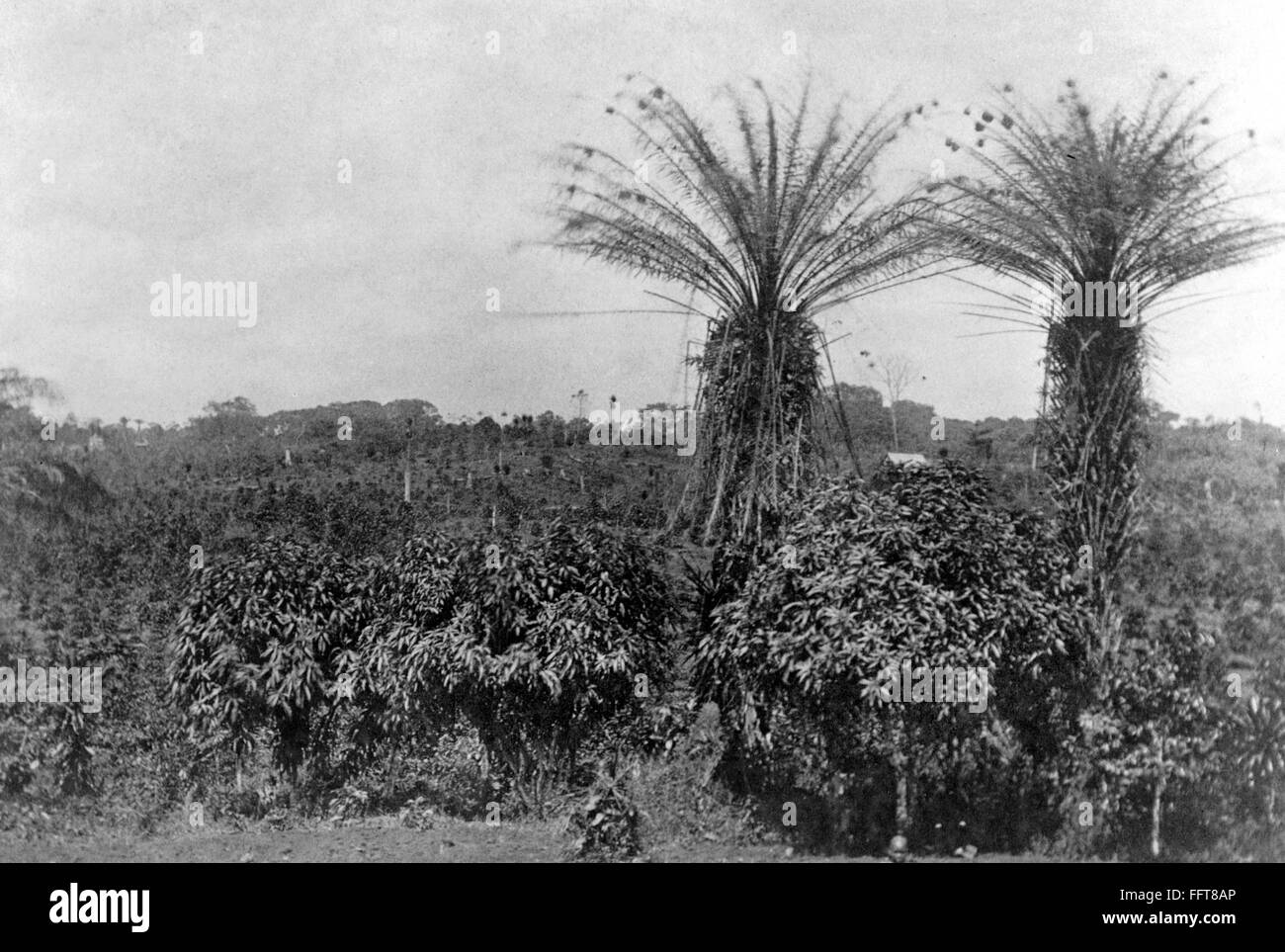 LIBERIA: COFFEE FARM, c1893. /nA coffee plantation in Clay-Ashland ...
