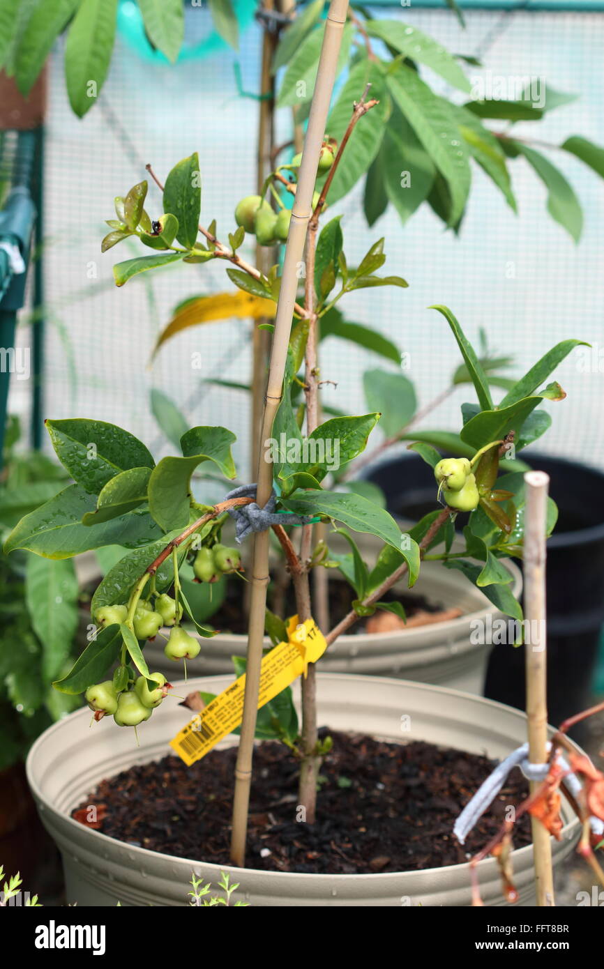 Apple tree pot hi-res stock photography and images - Alamy