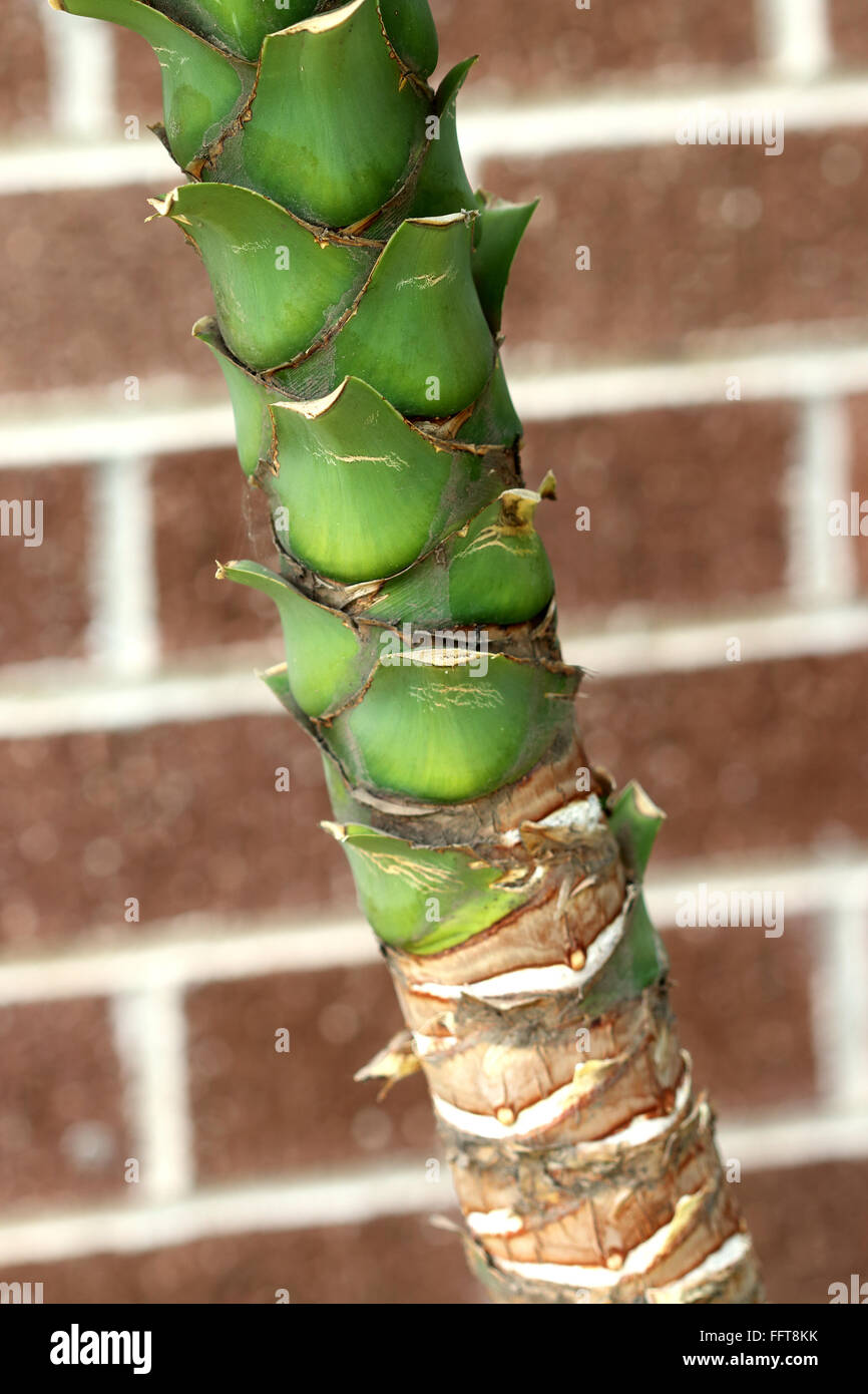 Details yucca hi-res stock photography and images - Alamy