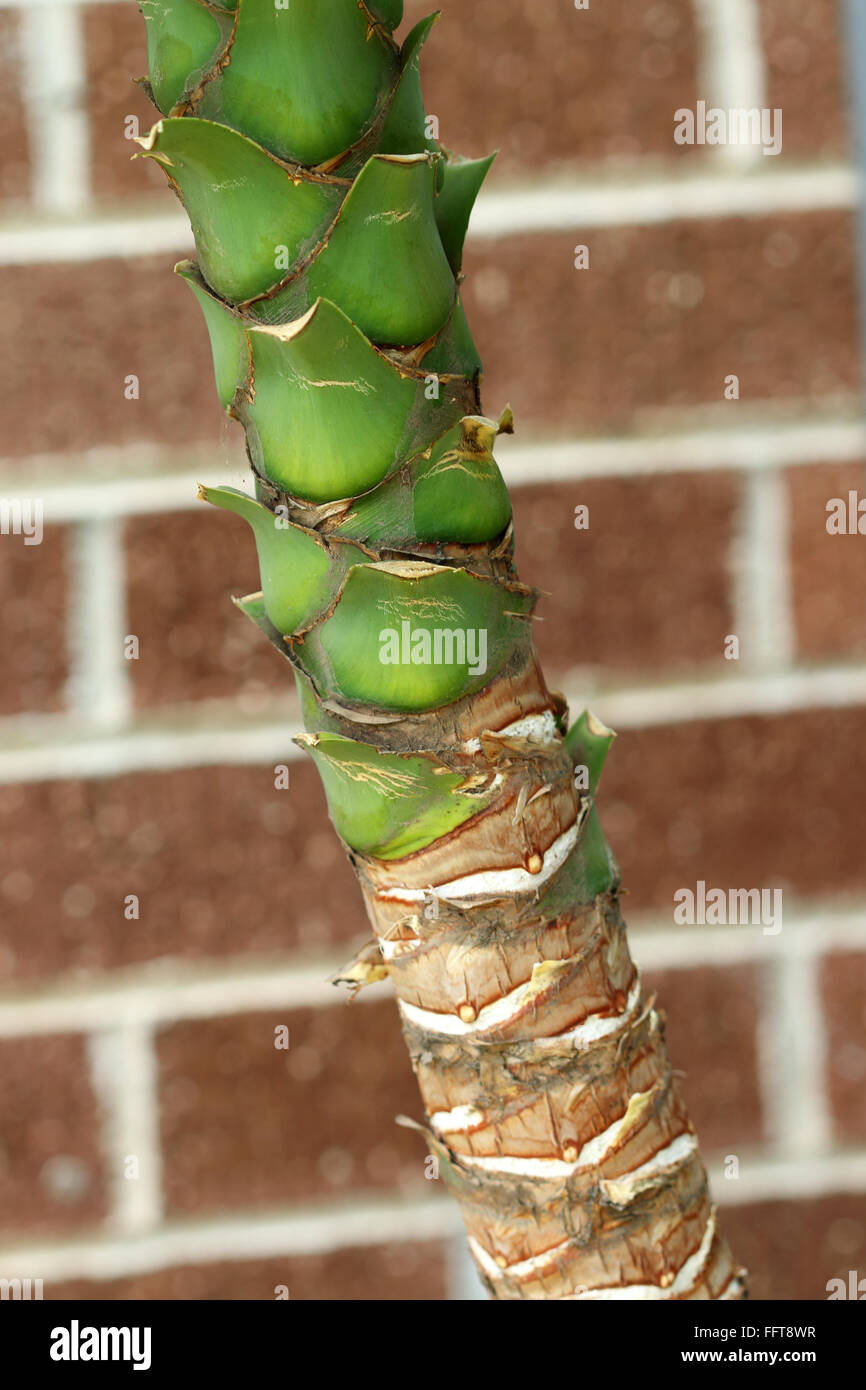 Close up image of Yucca trunk Stock Photo - Alamy