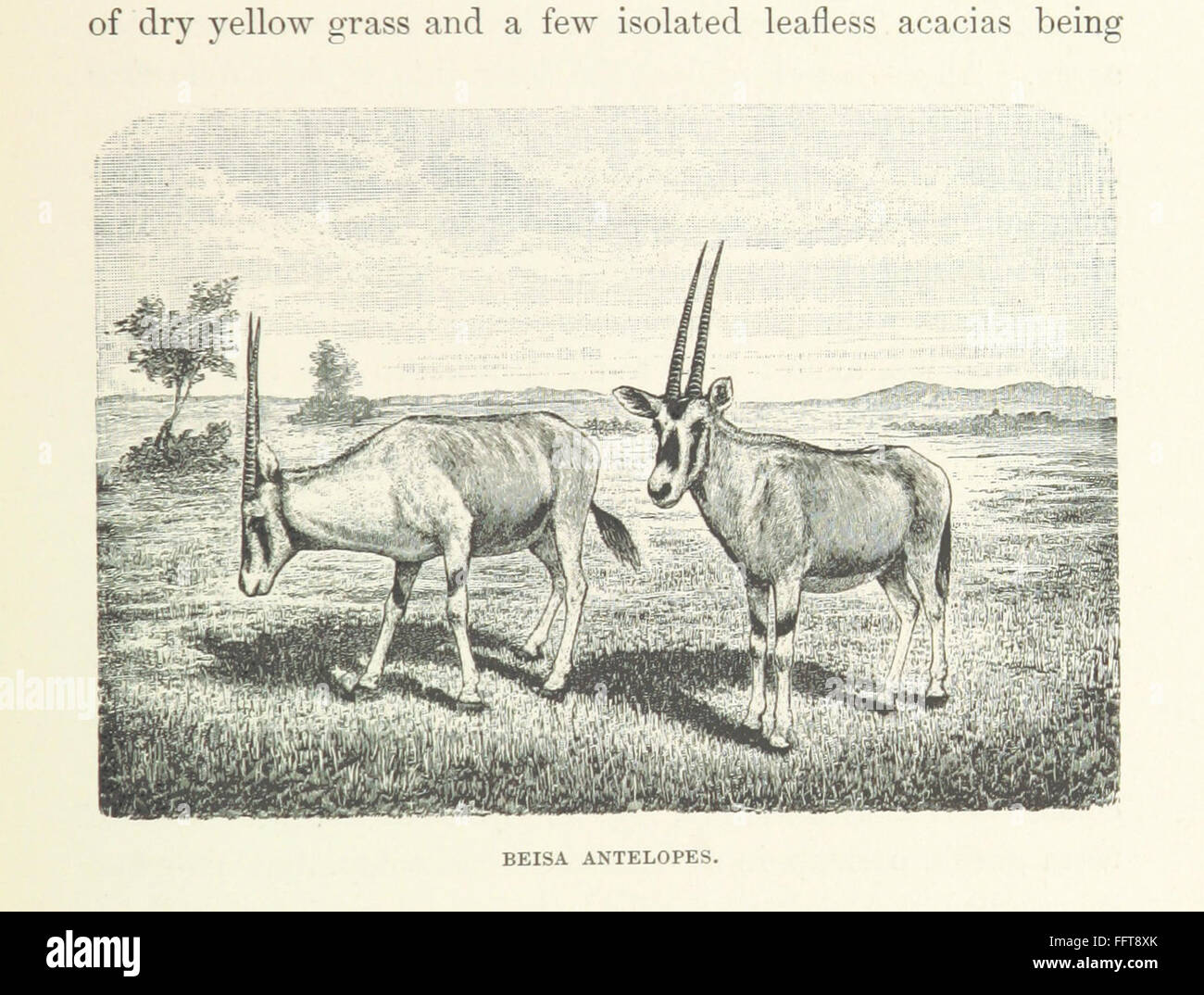 'Discovery of Lakes Rudolf and Stefanie' chronicles Count S. Teleki’s ...