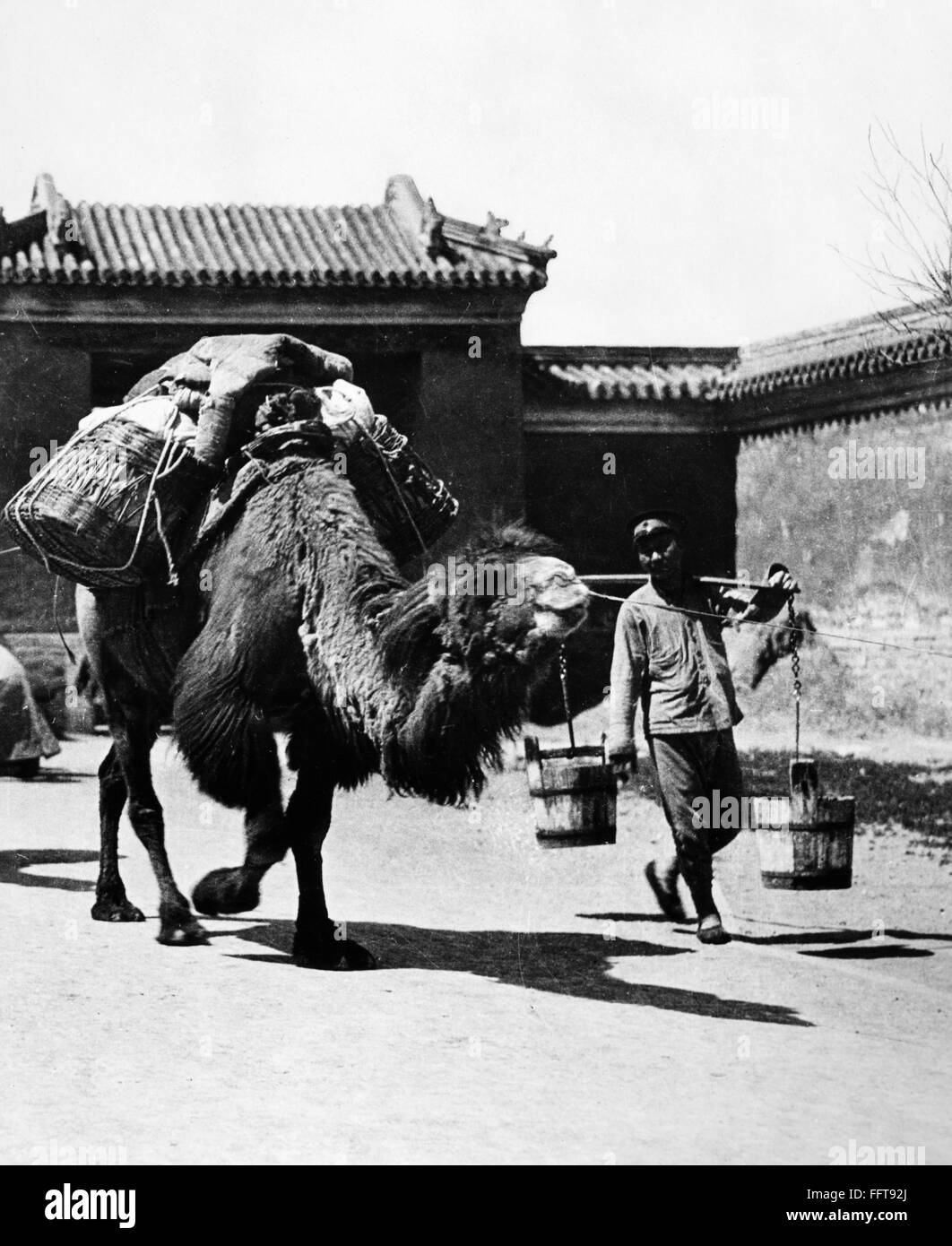 CHINA: CAMEL, c1900. /nA camel at the gates of Peking, China ...