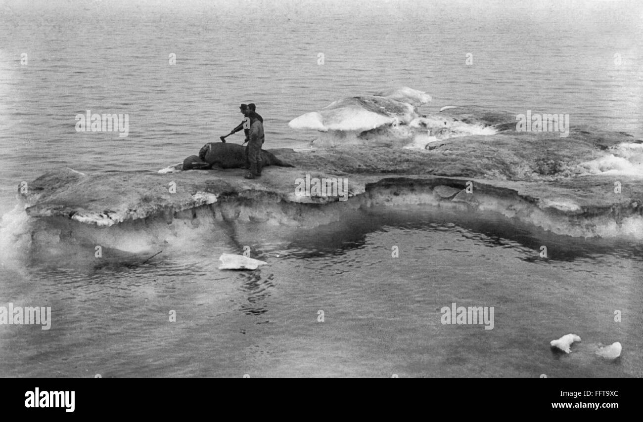 Walrus hunter hi-res stock photography and images - Alamy