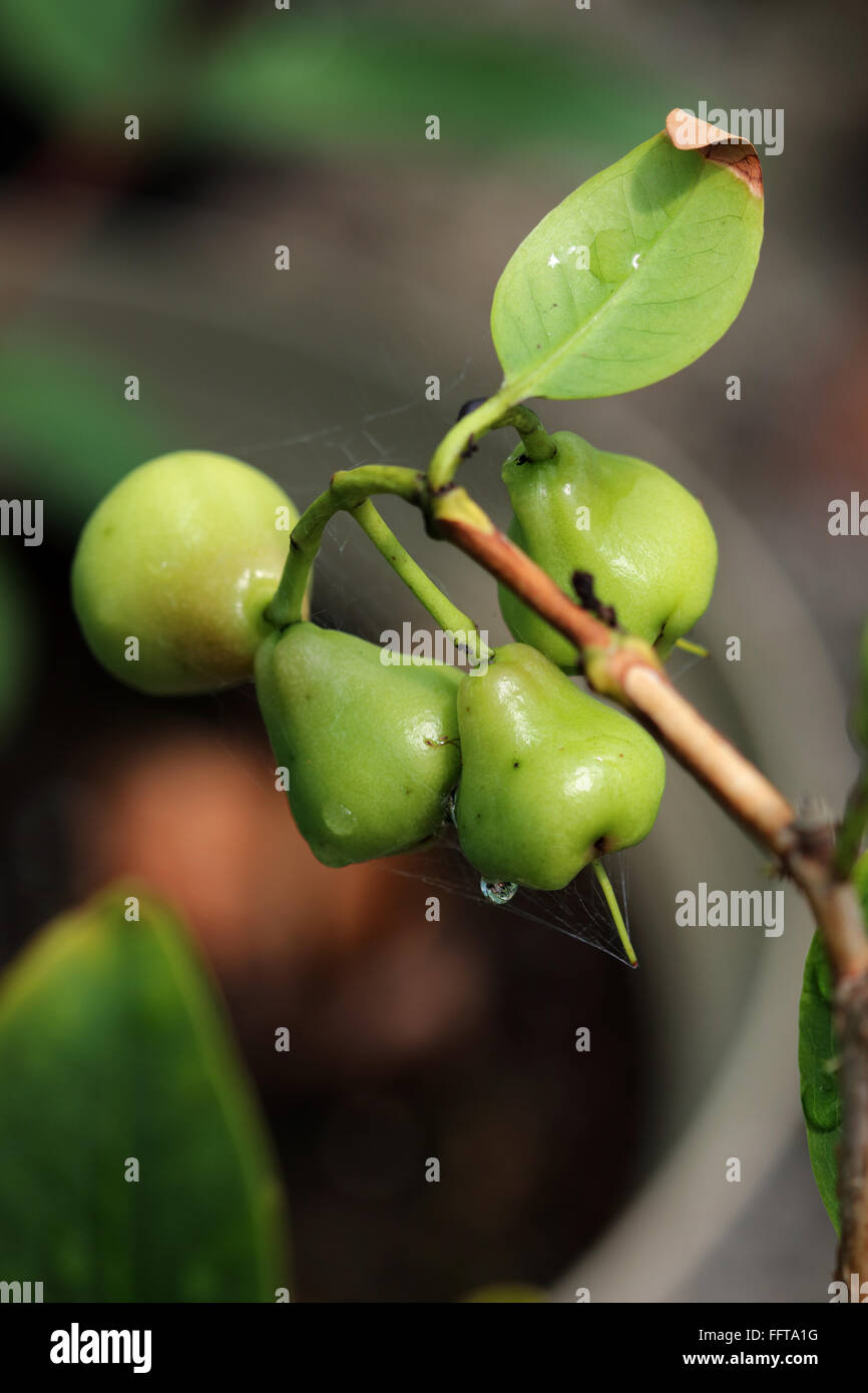Syzygium jambo hi-res stock photography and images - Alamy